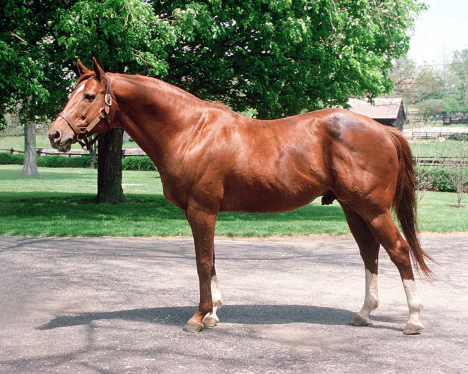 Secretariat 17 Photo Set 8" X 10"'s. One Signed Ron Turcotte - Etsy