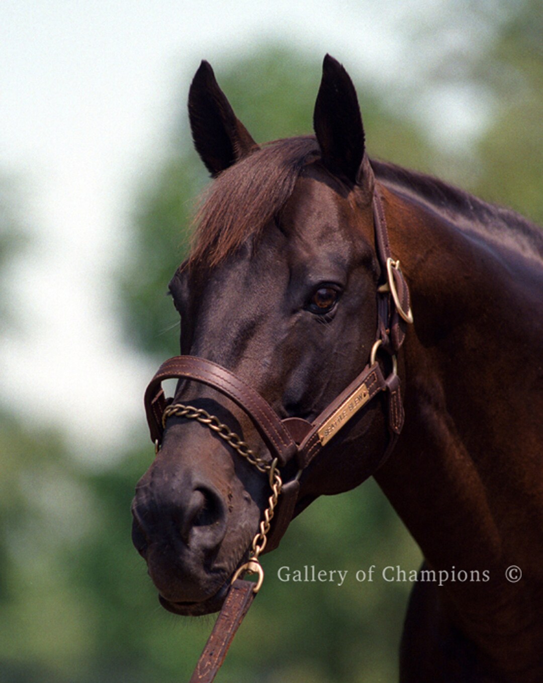 Seattle Slew Portrait Photo - Etsy