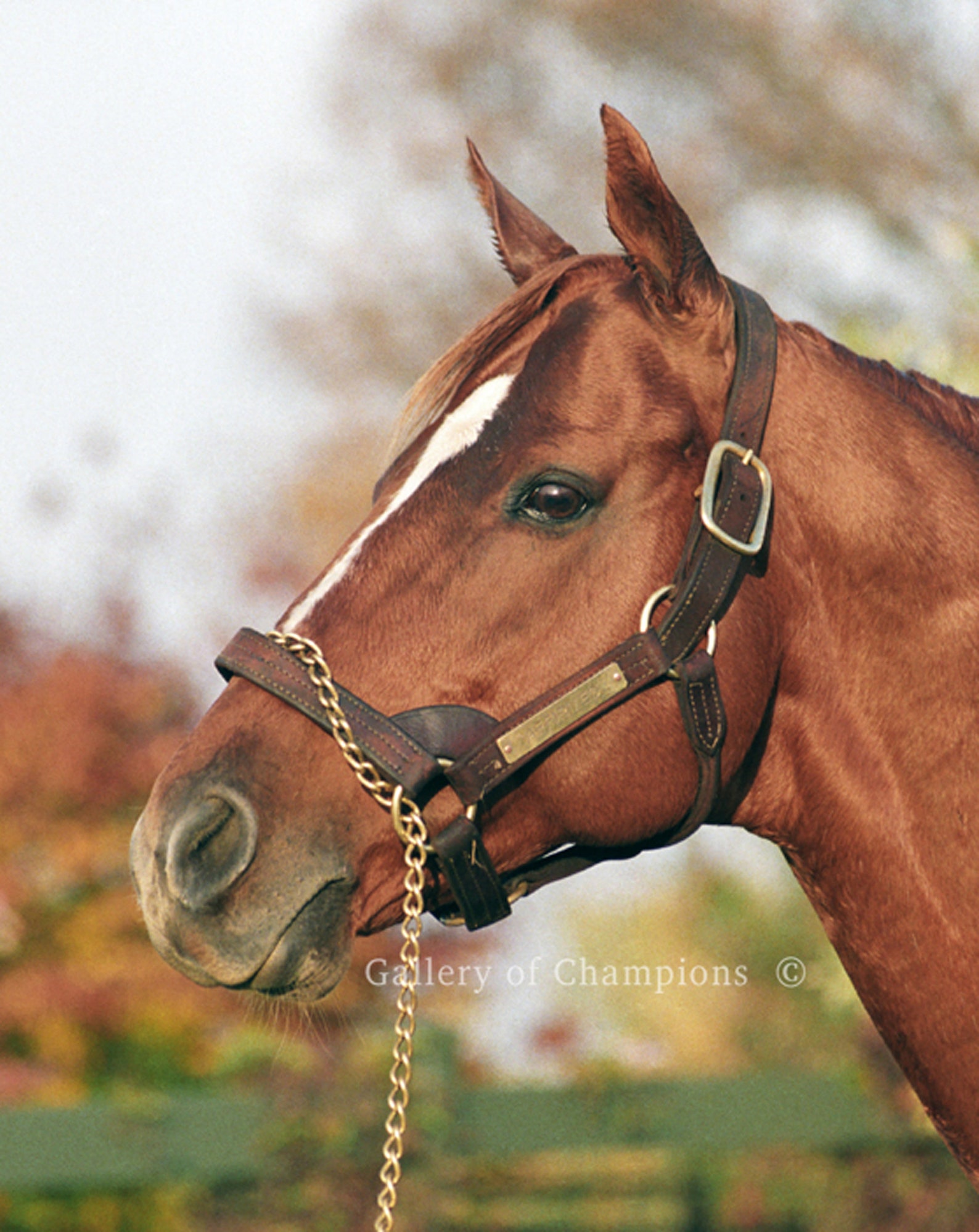 Affirmed Portrait Photo - Etsy