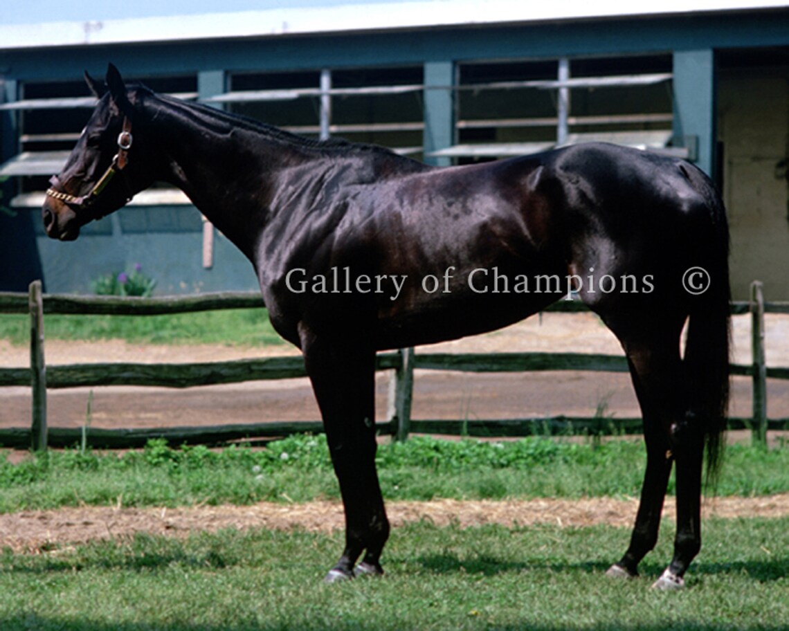 Ruffian Barn Photo Aqueduct Race Course - Etsy