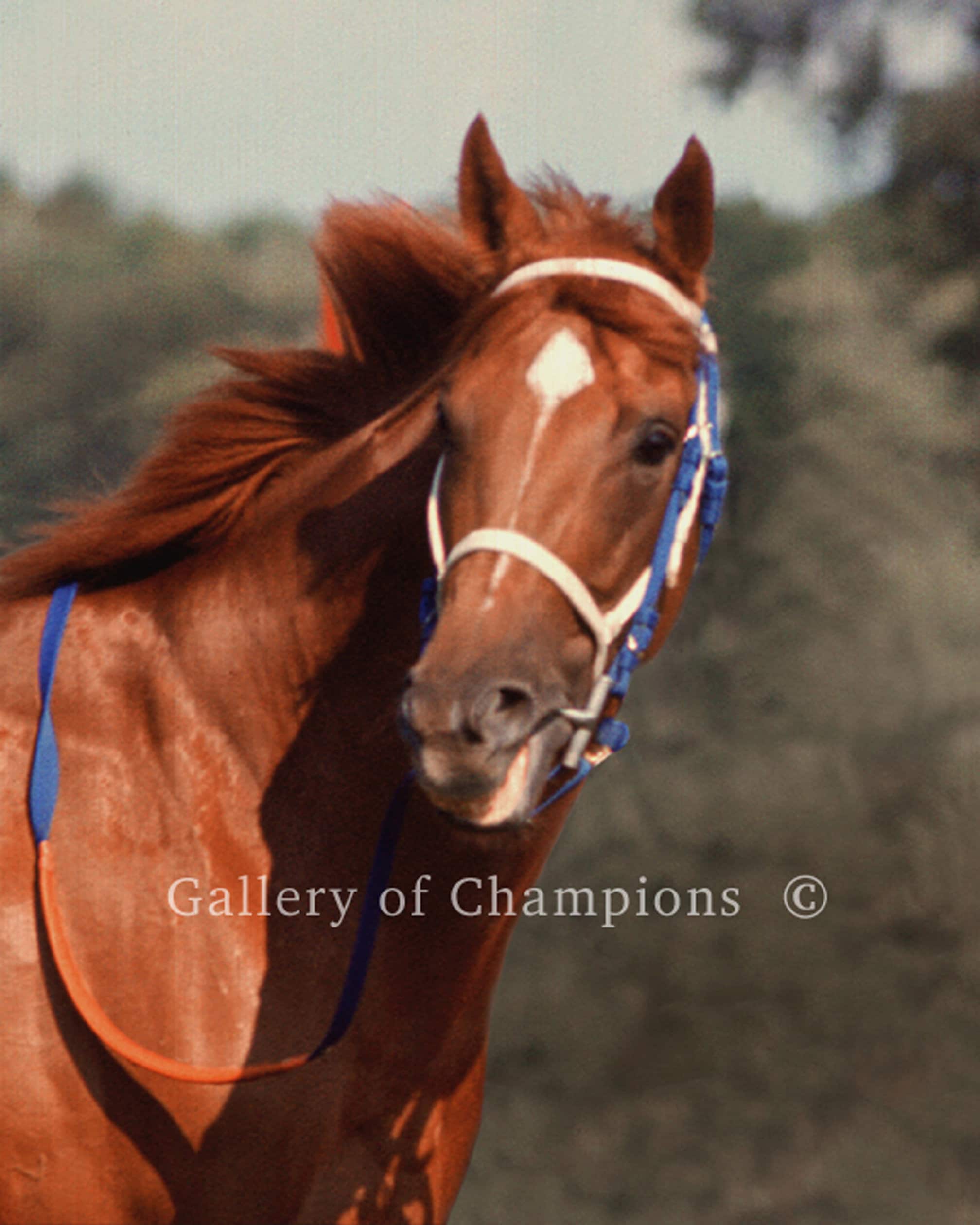 Secretariat Portrait Photo "profile in Greatness" #312 - Etsy