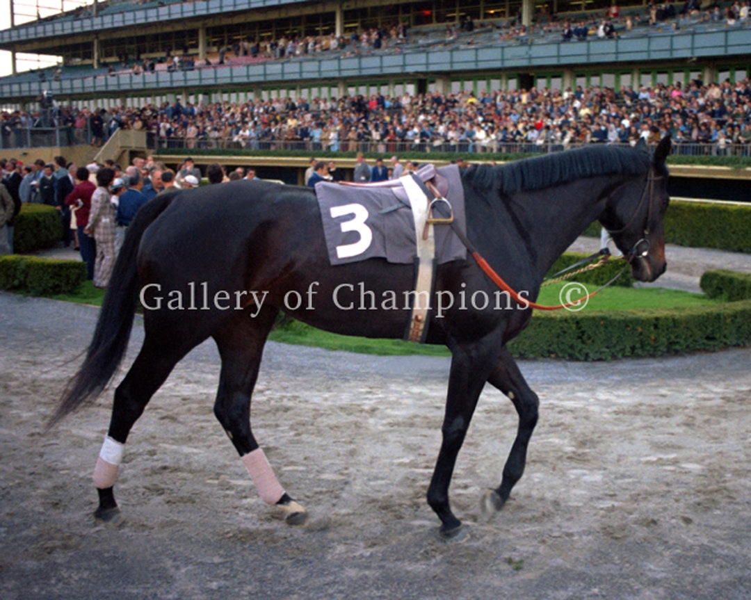 Ruffian 1975 Acorn Stakes Color Photo Aqueduct Race Course - Etsy