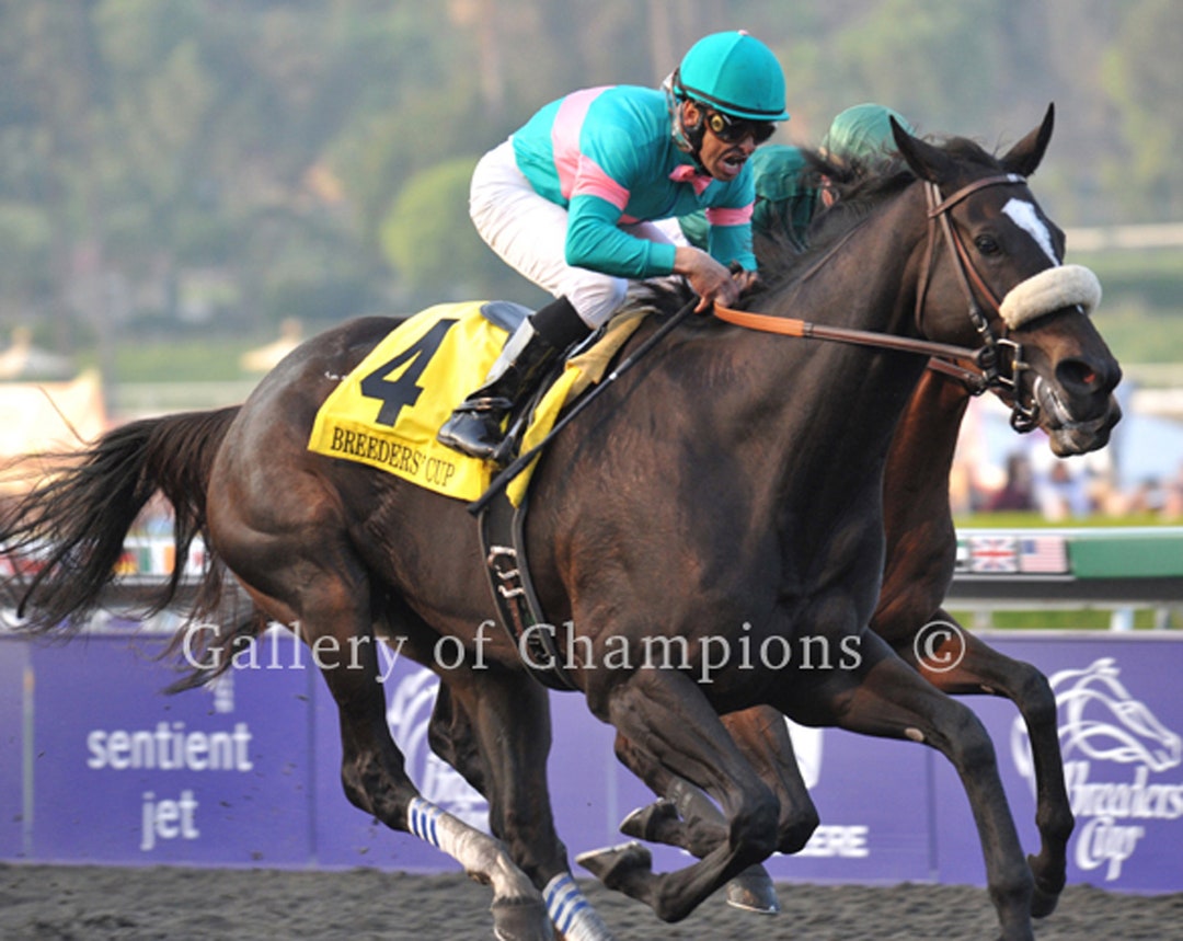 Zenyatta 2009 Breeders' Cup Classic Photo #5 - Etsy