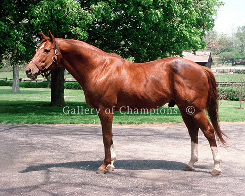 Secretariat Conformation Photo - Etsy