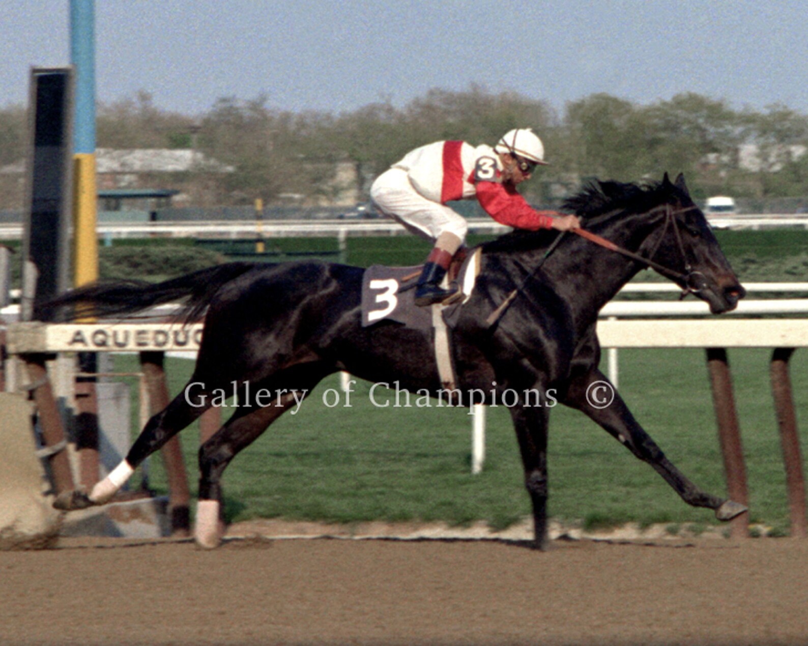 Ruffian 1975 Acorn Stakes Color Photo Aqueduct Race Course - Etsy