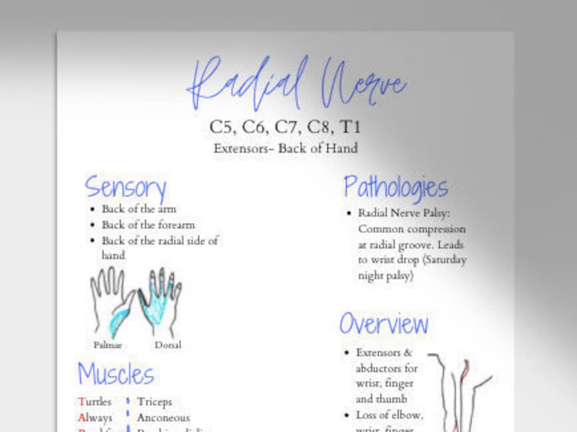 Radial-ulnar-median Nerve Reference Cheat Sheet: Upper Extremity ...