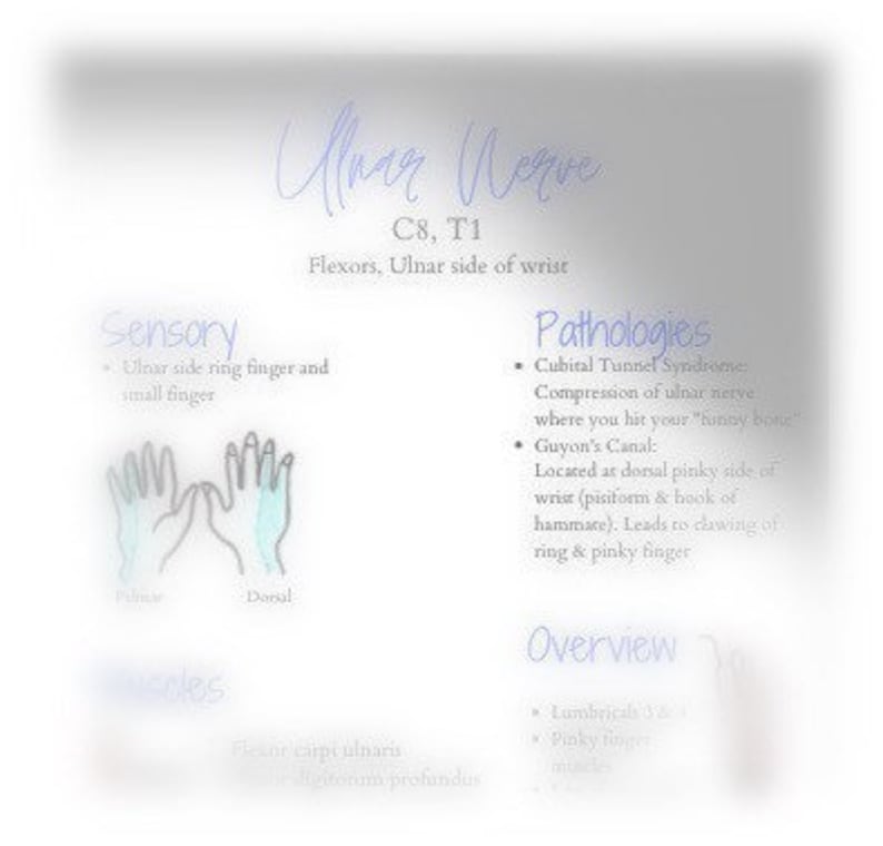 Radial-ulnar-median Nerve Reference Cheat Sheet: Upper Extremity ...