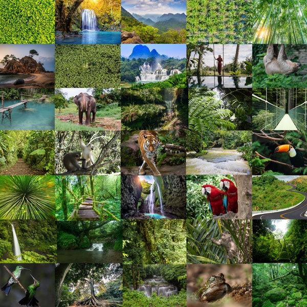 Rainforest Aesthetic - Etsy Canada