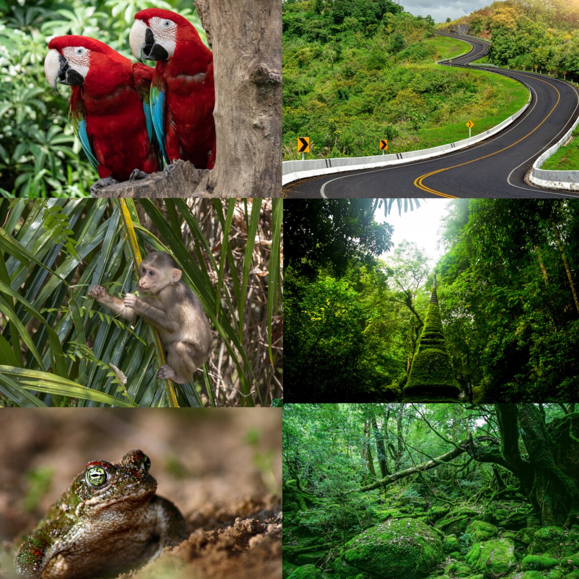 Jungle Aesthetic Wall Collage Kit, Aesthetic Room Decor Printable, Home ...