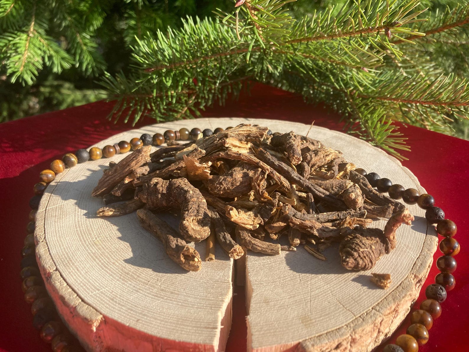 OSHA, Bear Root, Ligusticum Porteri - Etsy