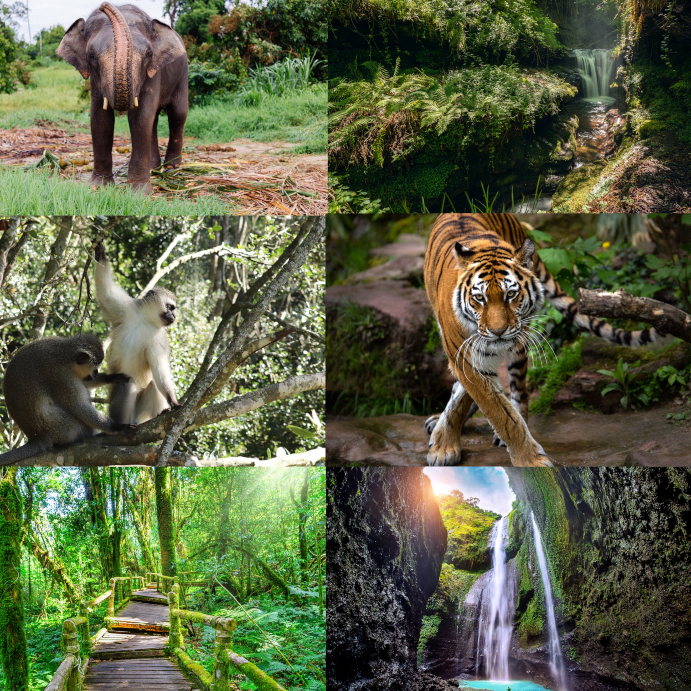 Jungle Aesthetic Wall Collage Kit, Aesthetic Room Decor Printable, Home ...