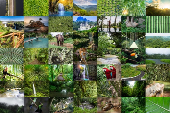 Jungle Aesthetic Wall Collage Kit Aesthetic Room Decor - Etsy