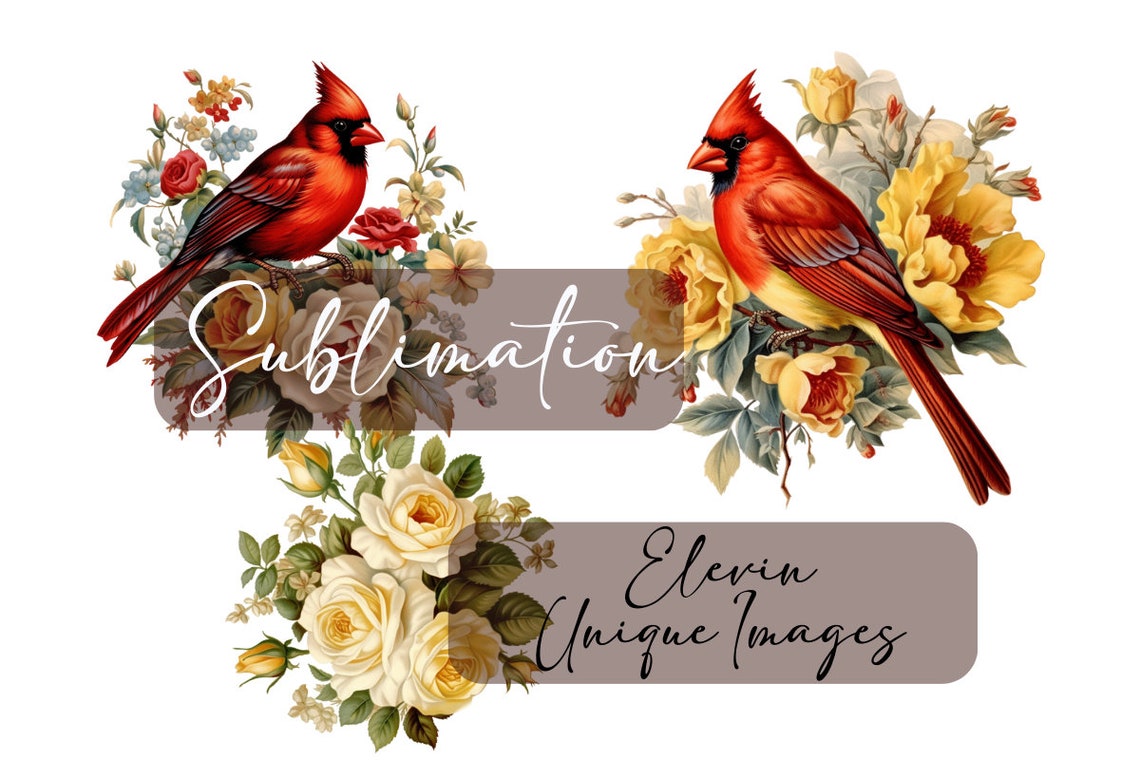 Red Cardinals and Yellow Roses PNG, Cardinal PNG, Roses PNG, 11 ...