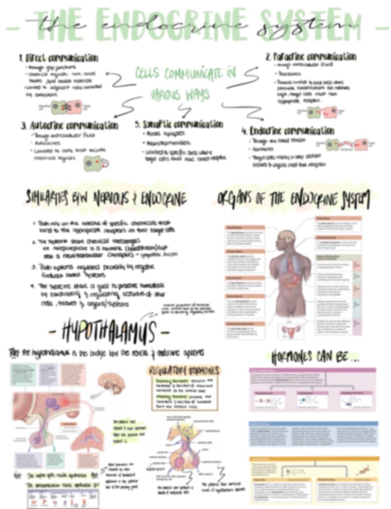 5 Pages MCAT Biology Review Notes - Chapter 5 (the Endocrine System) - Etsy