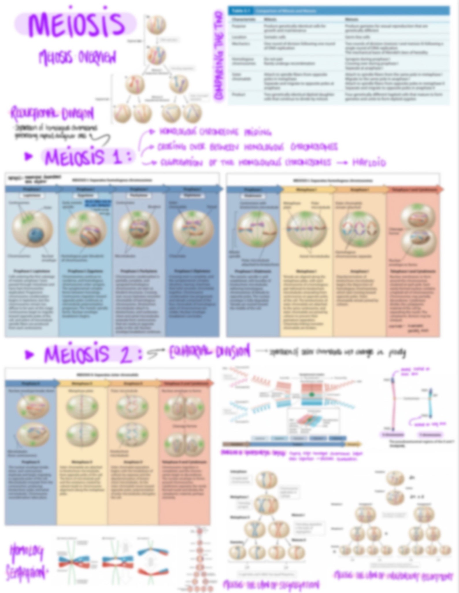 14 Pages MCAT Biology Review Notes Chapter 2 reproduction - Etsy Canada 14 Pages MCAT Biology Review Notes Chapter 2 reproduction - Etsy Canada