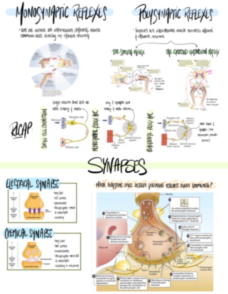 8 Pages MCAT Biology Review Notes Chapter 4 the Nervous System - Etsy ... 8 Pages MCAT Biology Review Notes Chapter 4 the Nervous System - Etsy ...