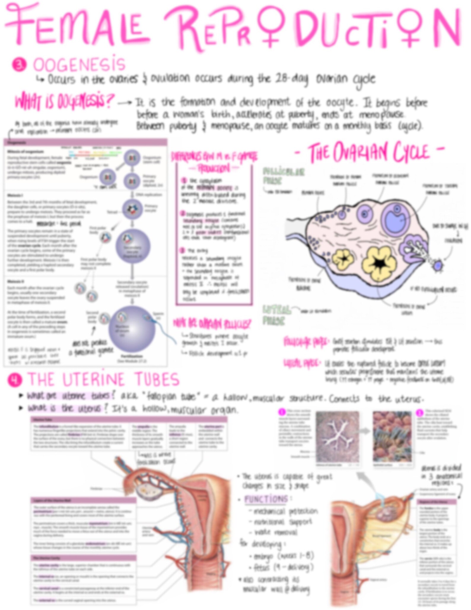 14 Pages MCAT Biology Review Notes Chapter 2 reproduction - Etsy Canada