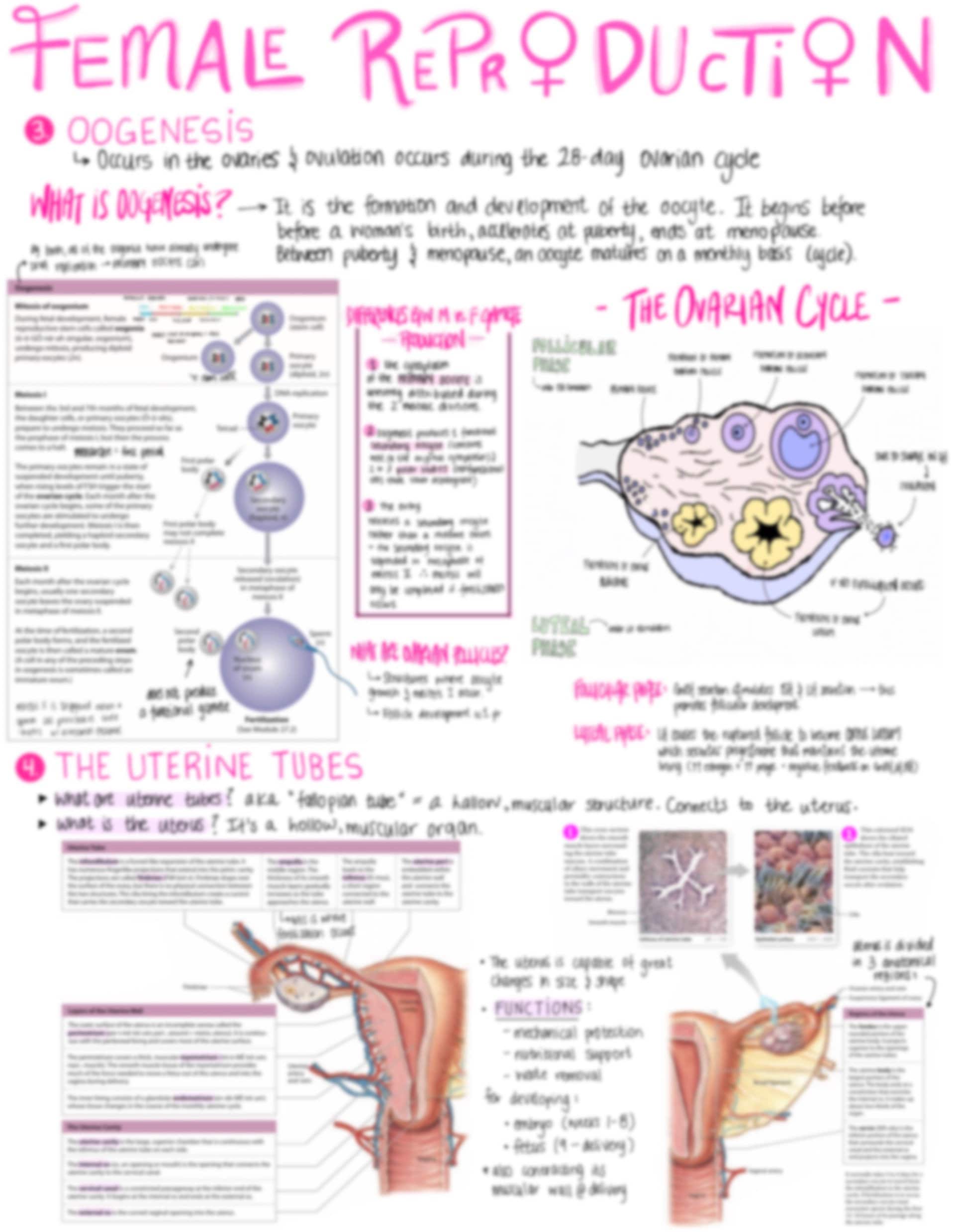 14 Pages MCAT Biology Review Notes Chapter 2 reproduction - Etsy Canada