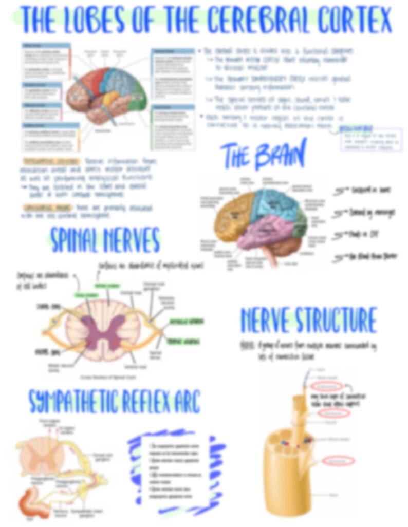 8 Pages MCAT Biology Review Notes Chapter 4 the Nervous System - Etsy ... 8 Pages MCAT Biology Review Notes Chapter 4 the Nervous System - Etsy ...