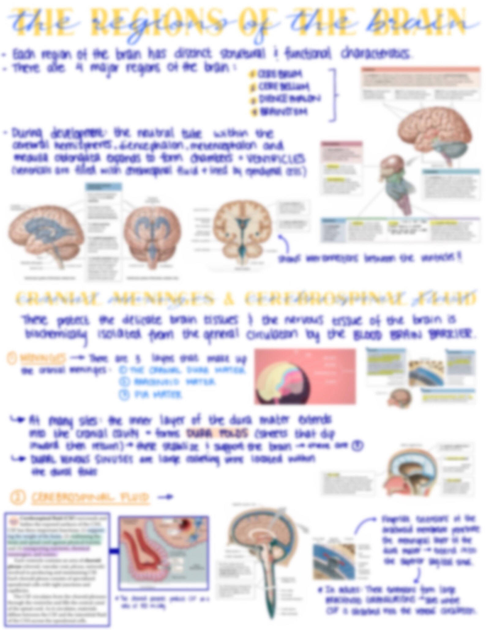 8 Pages MCAT Biology Review Notes - Chapter 4 (the Nervous System ...