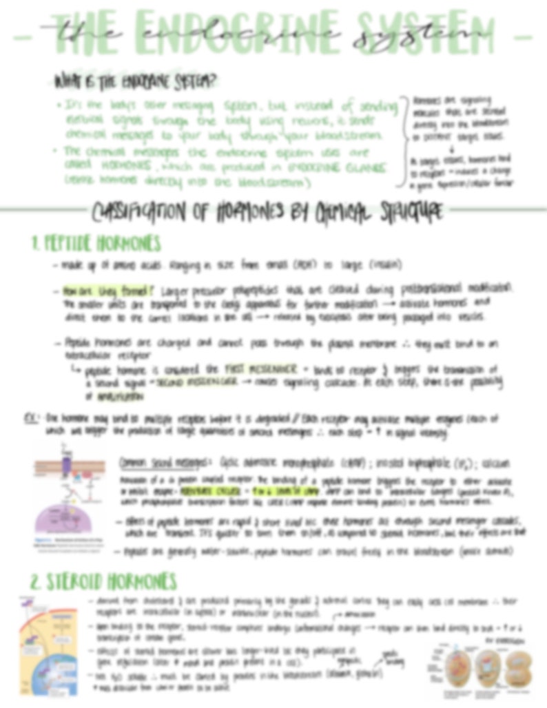 5 Pages MCAT Biology Review Notes Chapter 5 the Endocrine System - Etsy