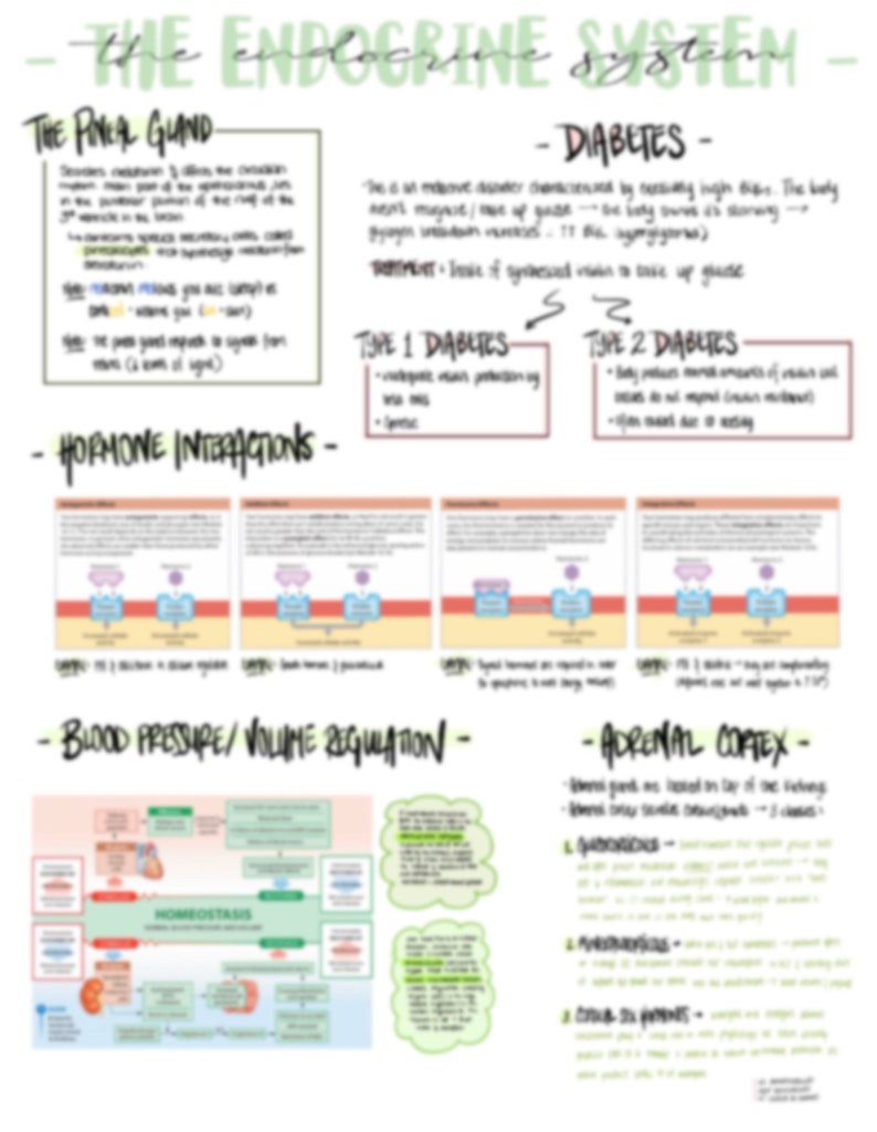 5 Pages MCAT Biology Review Notes - Chapter 5 (the Endocrine System) - Etsy