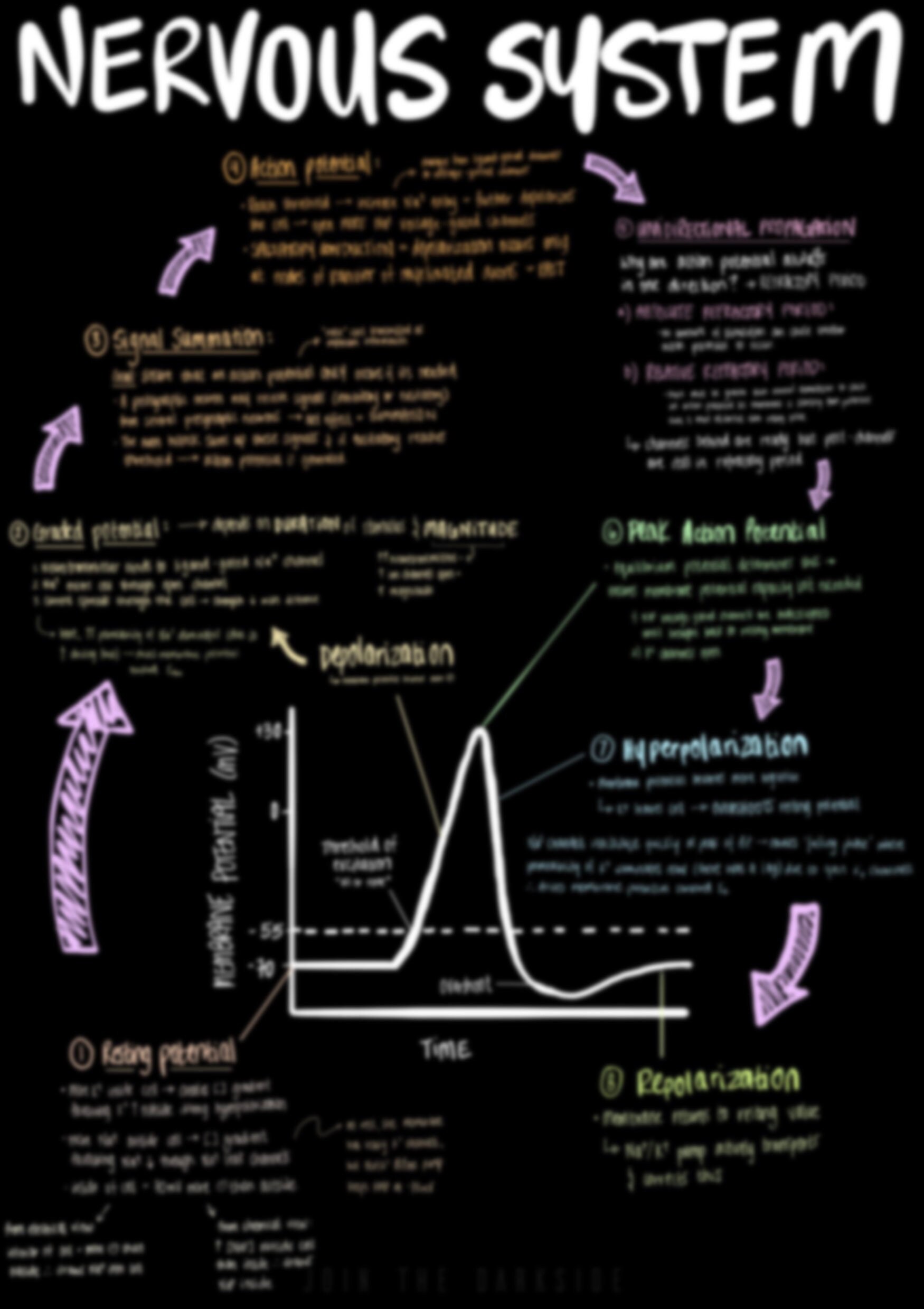 8 Pages MCAT Biology Review Notes - Chapter 4 (the Nervous System ...