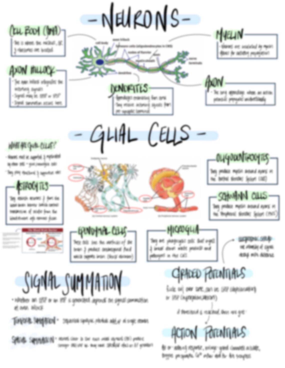 8 Pages MCAT Biology Review Notes Chapter 4 the Nervous System - Etsy ... 8 Pages MCAT Biology Review Notes Chapter 4 the Nervous System - Etsy ...