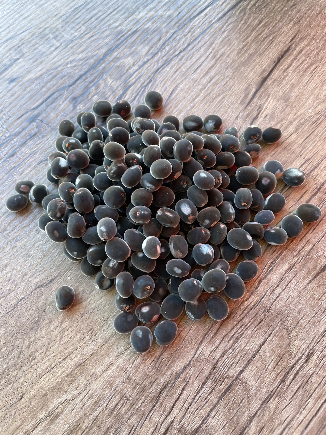 100 Undrilled Hawaiian Velvet Seeds - Mgambo - Maui Mink Tree Seeds - Etsy