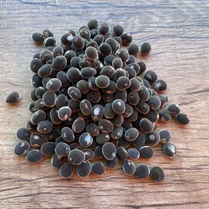 Undrilled 100 Hua Weleweka / Hawaiian Velvet Seeds/ Maui Mink Tree ...