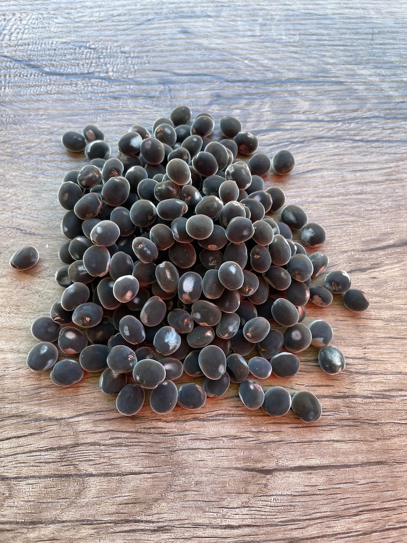 100 Undrilled Hawaiian Velvet Seeds - Mgambo - Maui Mink Tree Seeds - Etsy