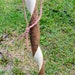 Ash Walking Stick Hand-carved From Natural Hardwood, Personalisable ...