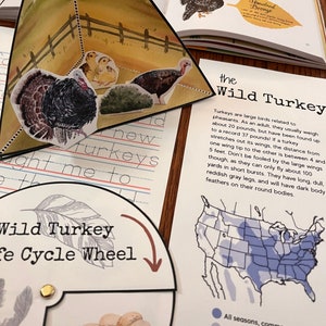 Wild Turkey Unit Study | Nature Study, Morning Basket, Fall ...