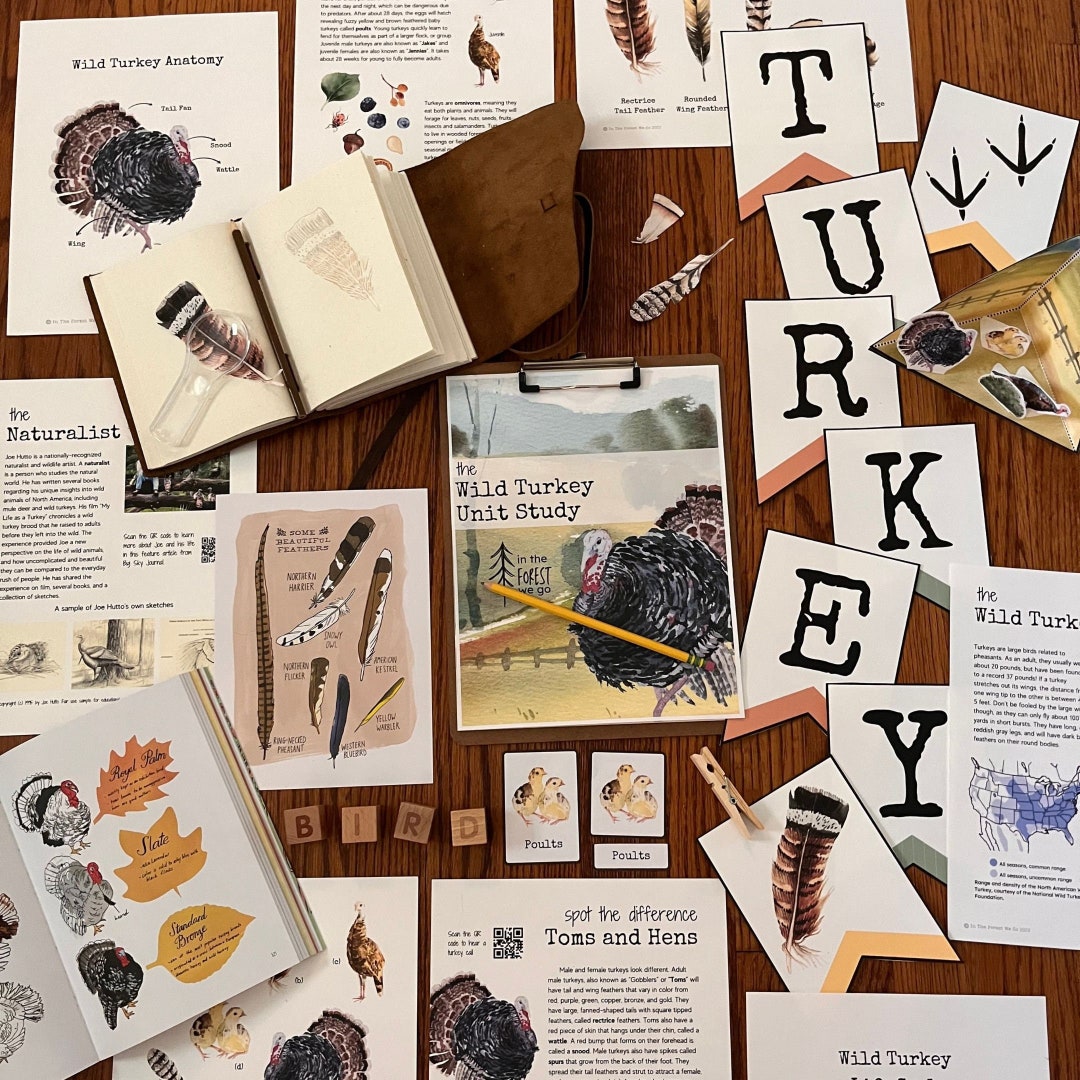 Wild Turkey Unit Study | Nature Study, Morning Basket, Fall ...