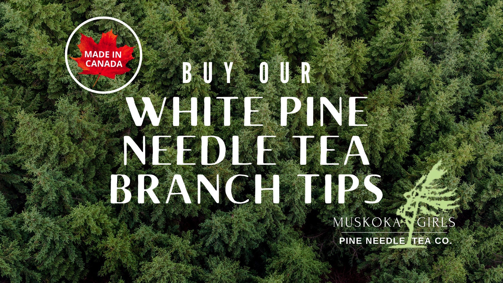 WHITE PINE BRANCH Tips Best Buy Wild Eastern Canadian White - Etsy ...