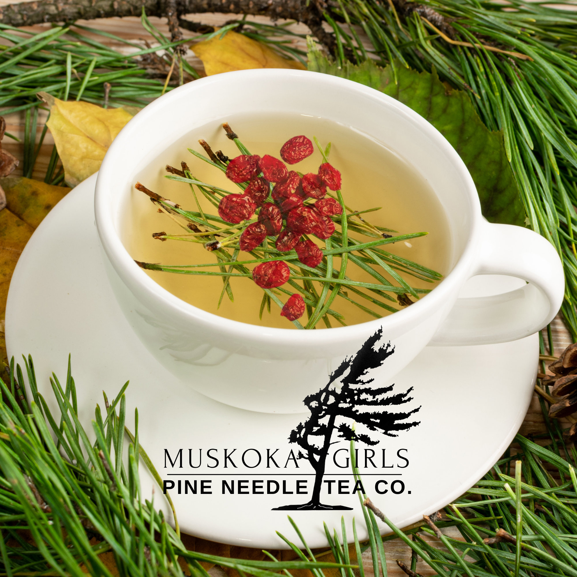 Wild Canadian Eastern White Pine & Cranberry Winter Tea bags (10 Tea ...