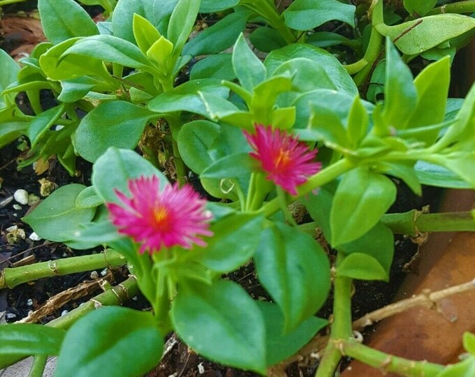 Aptenia Cordifolia, Baby Sun Rose, Heart Leaf Ice Plant, Succulent 4 ...