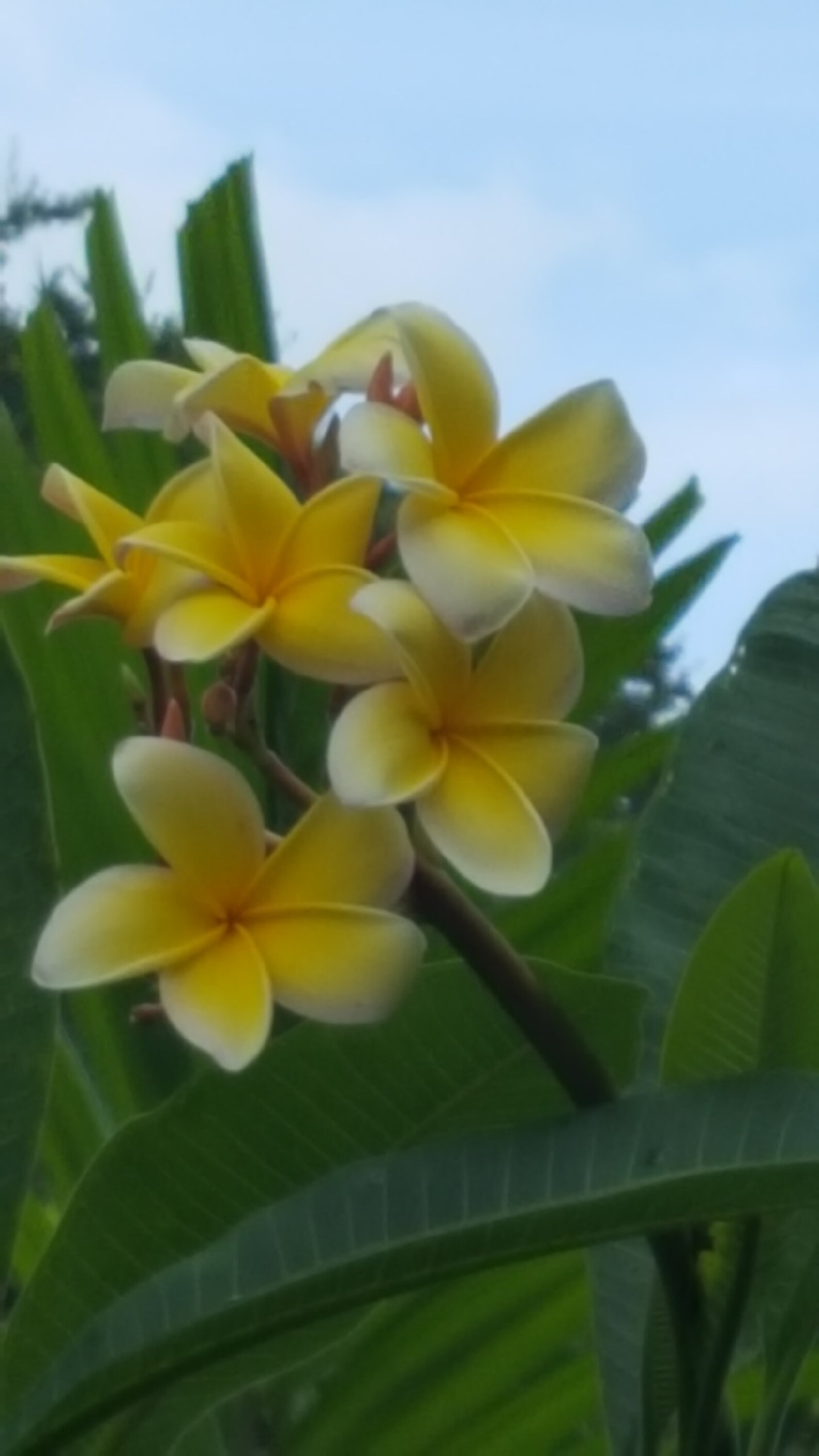 Frangipanihawaiian Lei Tree plumeria Fresh Tip Cutting - Etsy