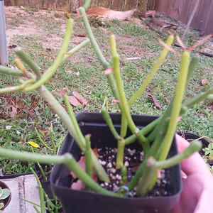 Pencil Cactus, Fire Sticks, Euphorbia Tirucalli 3 Inch Pot - Etsy