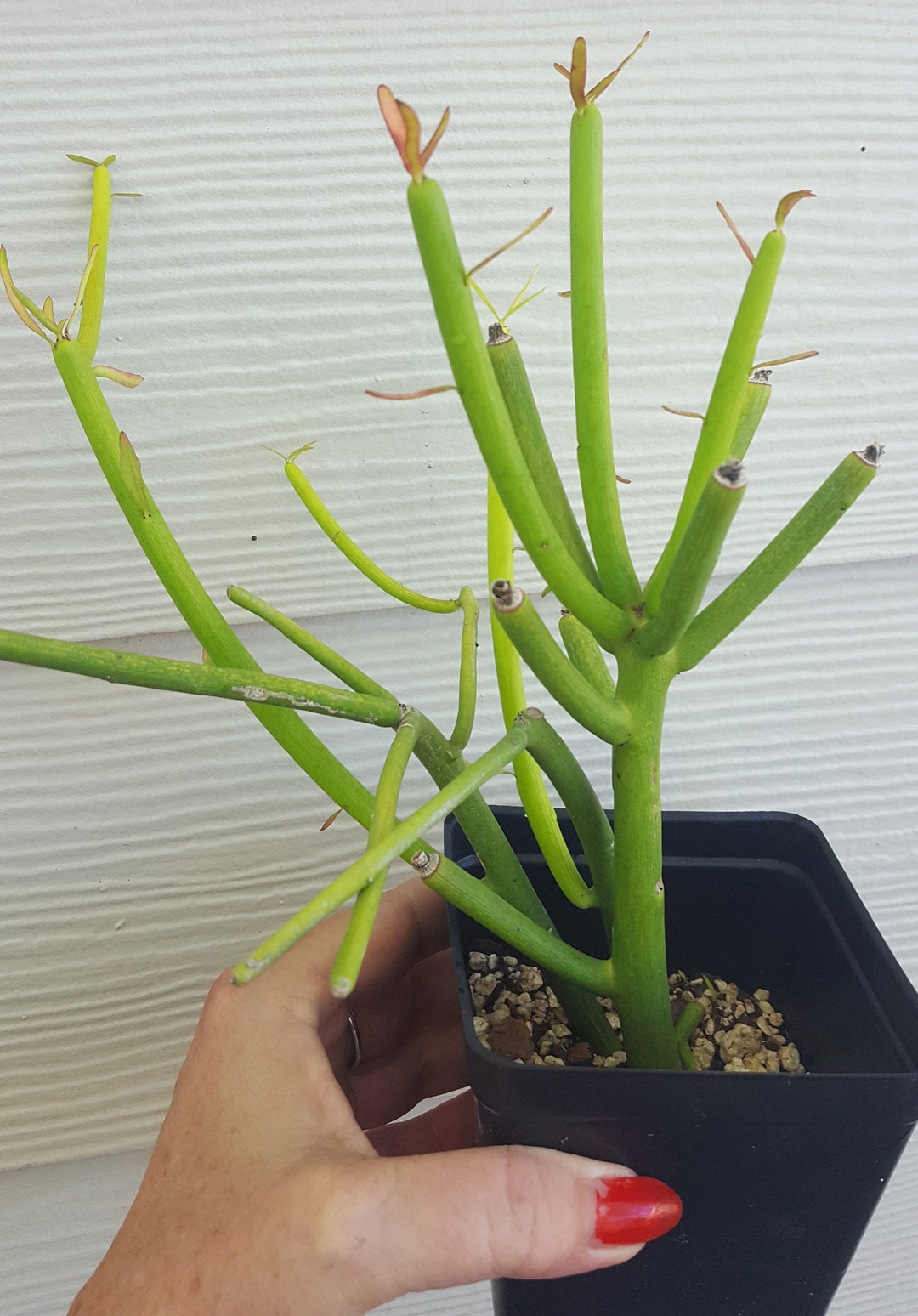 Pencil Cactus, Fire Sticks, Euphorbia Tirucalli 3 Inch Pot - Etsy