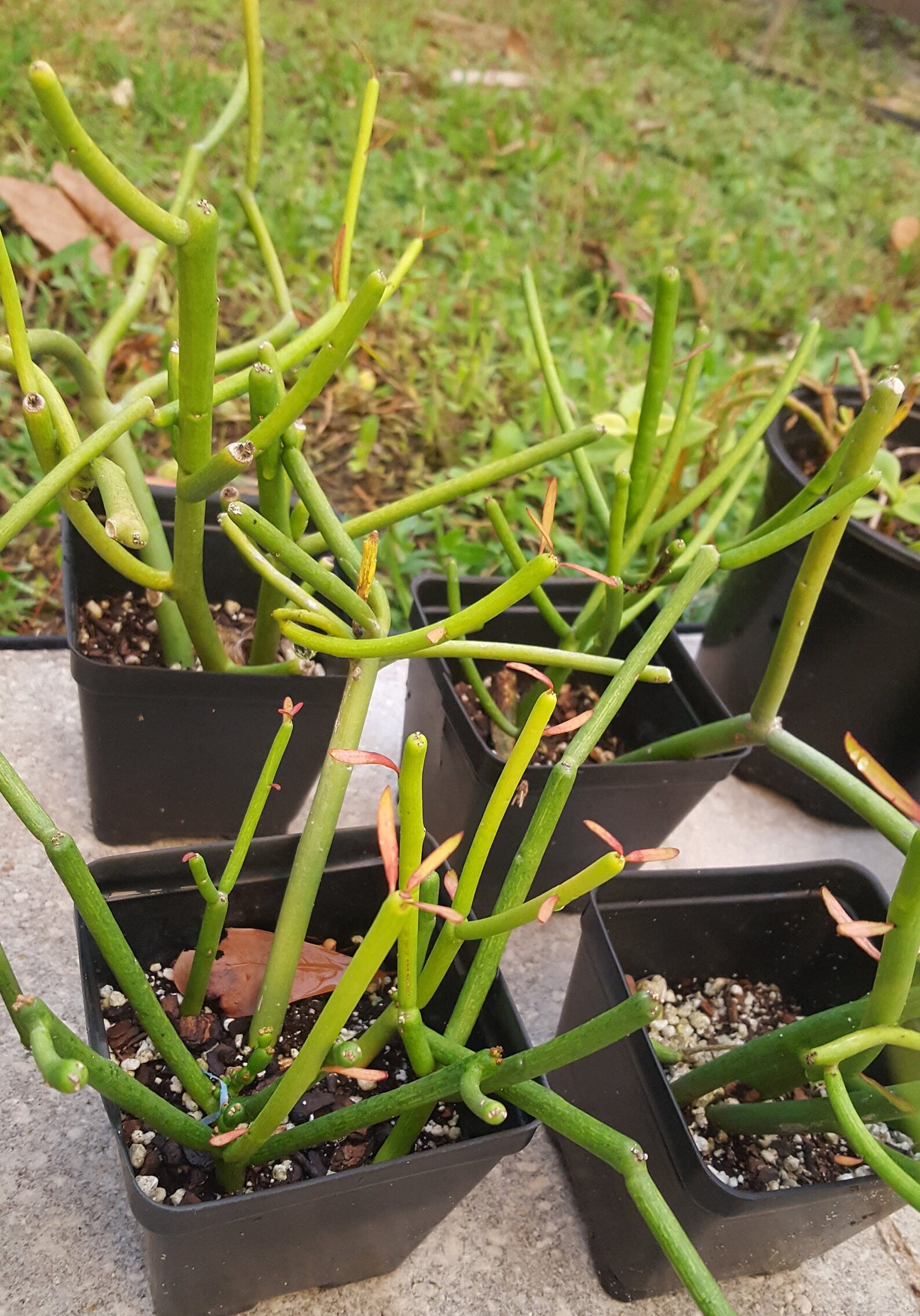 Pencil Cactus Fire Sticks Euphorbia Tirucalli 3 Inch Pot - Etsy