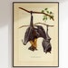 Vintage Bat Poster, Bat Illustration, Bat Print, Large Bat Wall Art ...