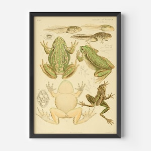 Victorian Frog Print, Vintage Frog Poster, Frog Wall Art, Frog Home ...