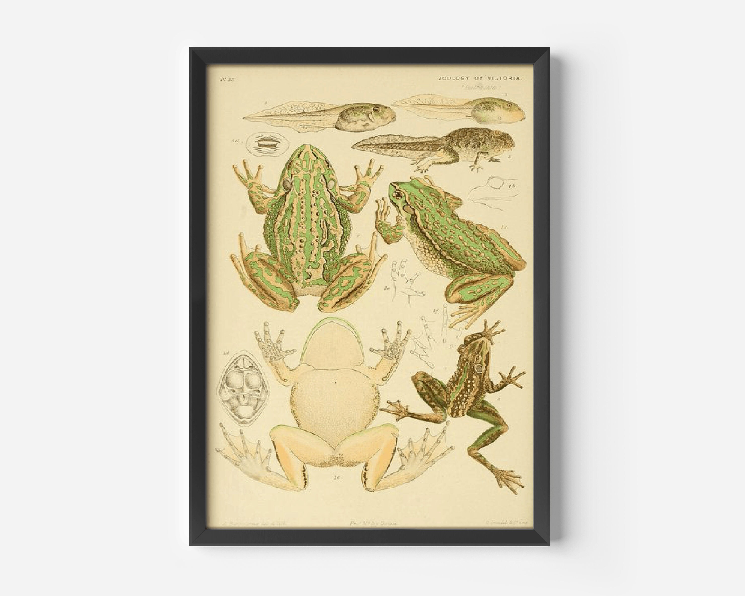 Victorian Frog Print, Vintage Frog Poster, Frog Wall Art, Frog Home ...