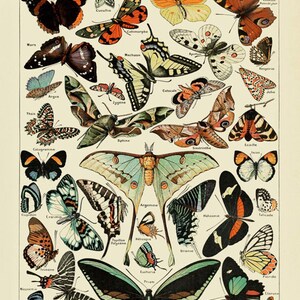 Vintage Butterflies Chart Poster Art Deco Vintage Print | Etsy