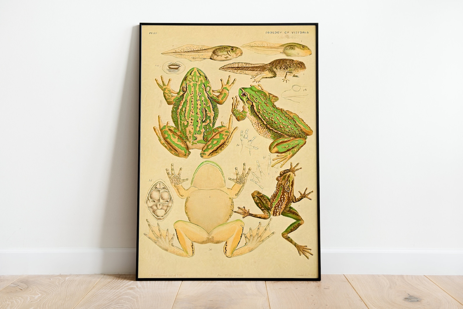 Victorian Frog Print, Vintage Frog Poster, Frog Wall Art, Frog Home ...