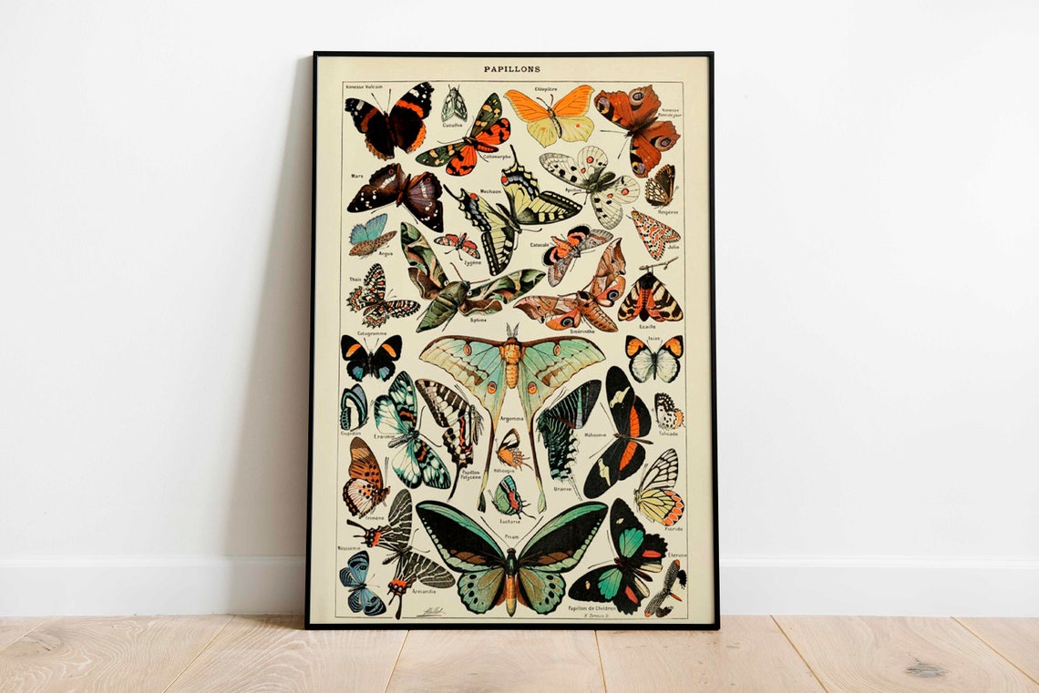Vintage Butterflies Chart Poster, Art Deco, Vintage Print, Colorful ...