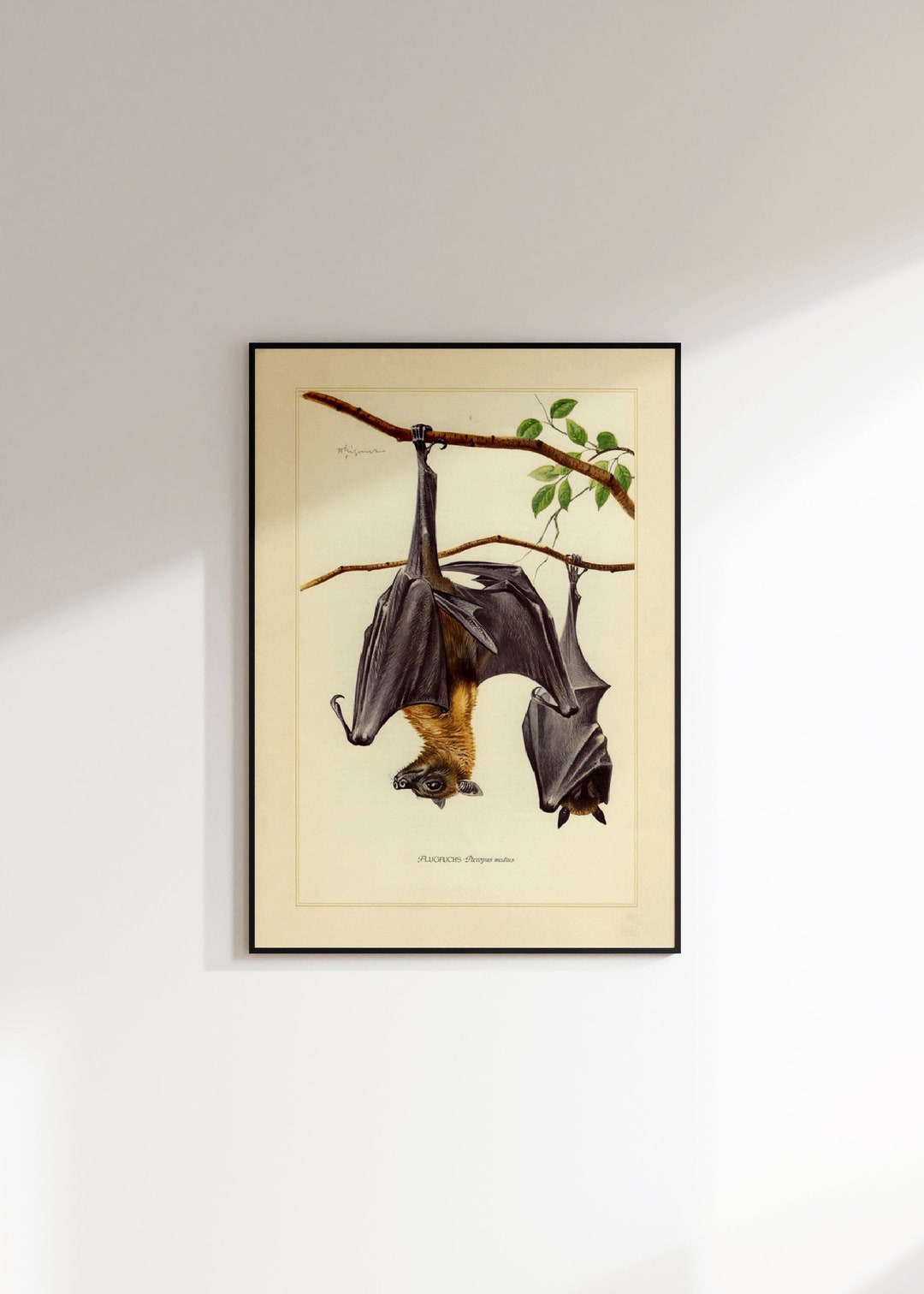 Vintage Bat Poster, Bat Illustration, Bat Print, Large Bat Wall Art ...