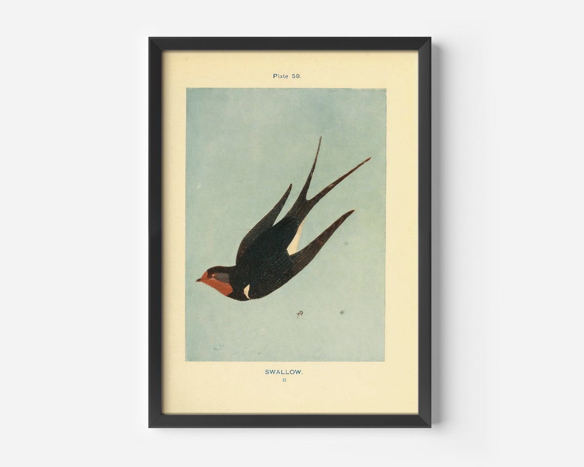 Vintage Swallow Bird Print – Antique Naturalist Plate 59 Illustration ...