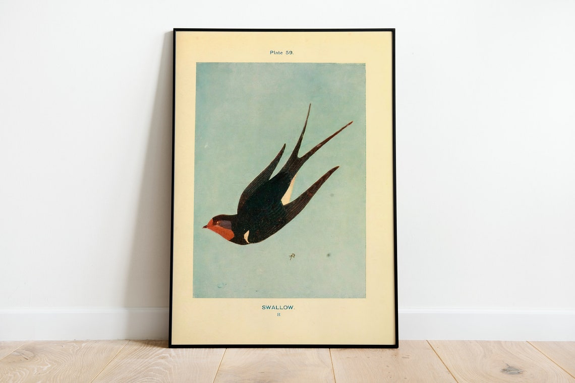 Vintage Swallow Bird Print – Antique Naturalist Plate 59 Illustration ...